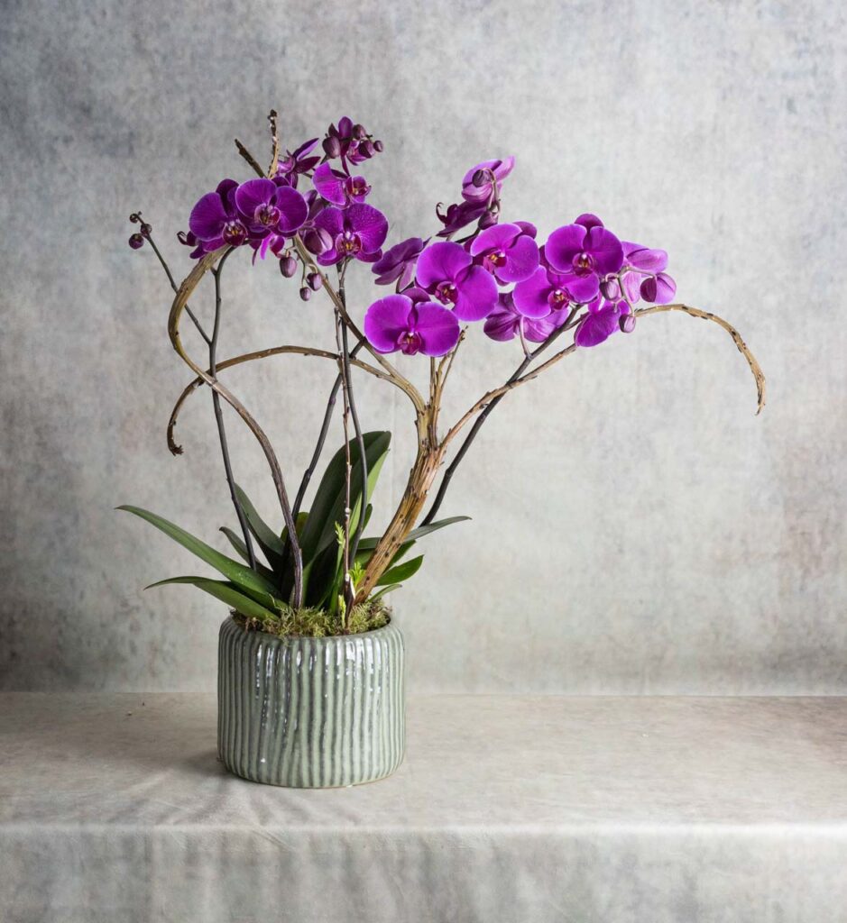 Orchids phalaenopsis purple 4 stems - Click'N Flowers